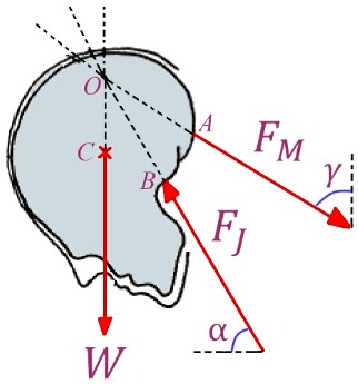 SOLVED: Question 3) The position of the head and neck and the forces ...