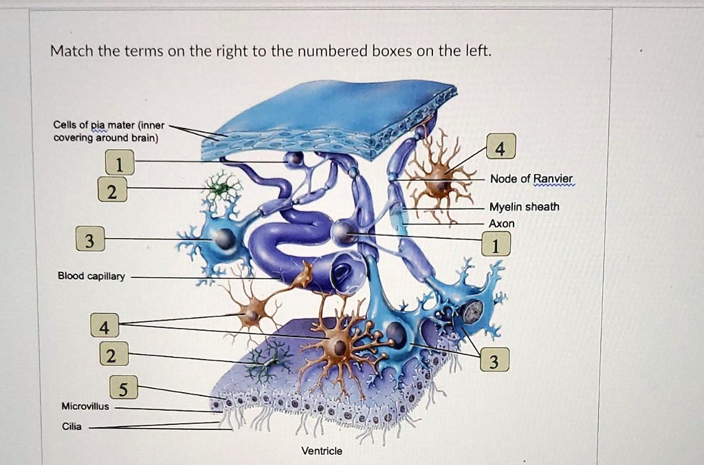 Match the terms on the right to the numbered boxes on the left. Cells ...