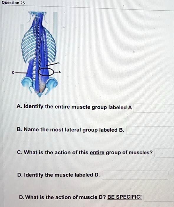 SOLVED: A. Identify the entire muscle group labeled A. B. Name the most ...