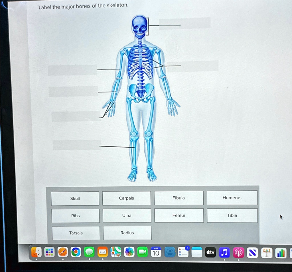 label the major bones of the skeleton label the major bones of the ...