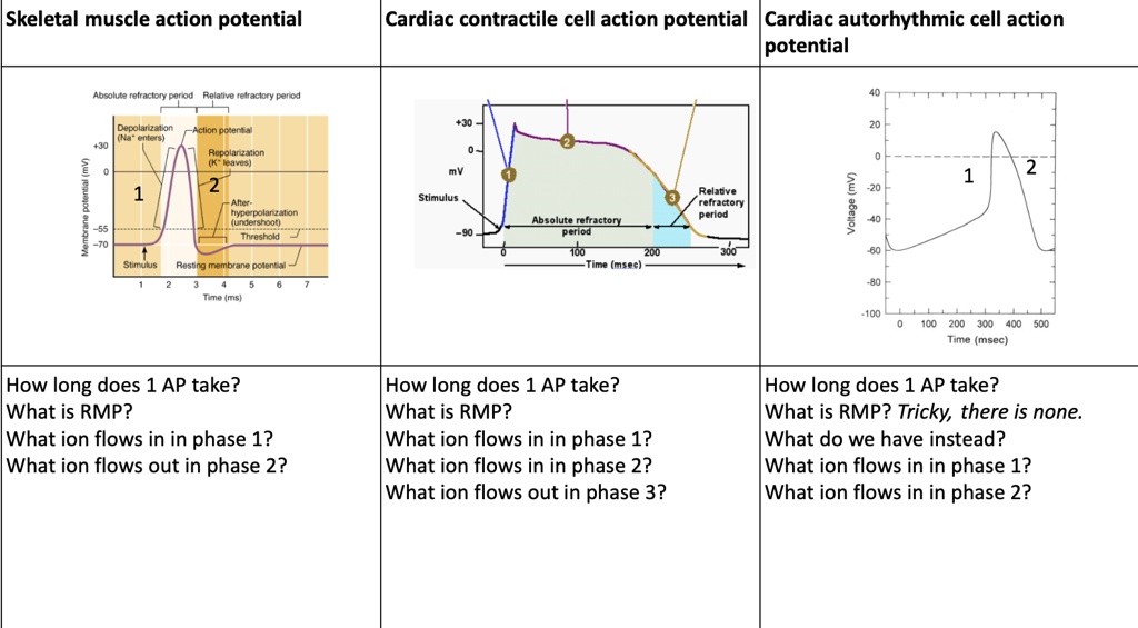 Skeletal muscle action potential Membrane potential (mV) Cardiac ...