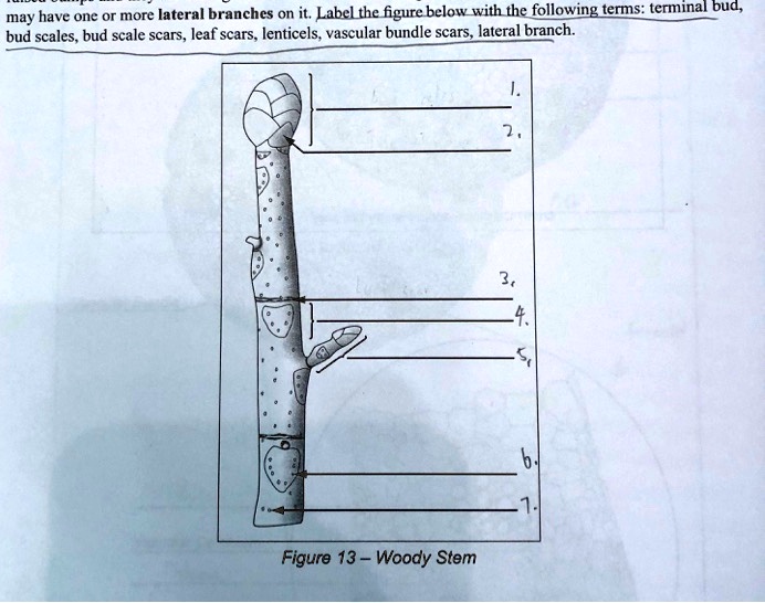 SOLVED: may have one or more lateral branchcs on it: LabeLthe figure ...