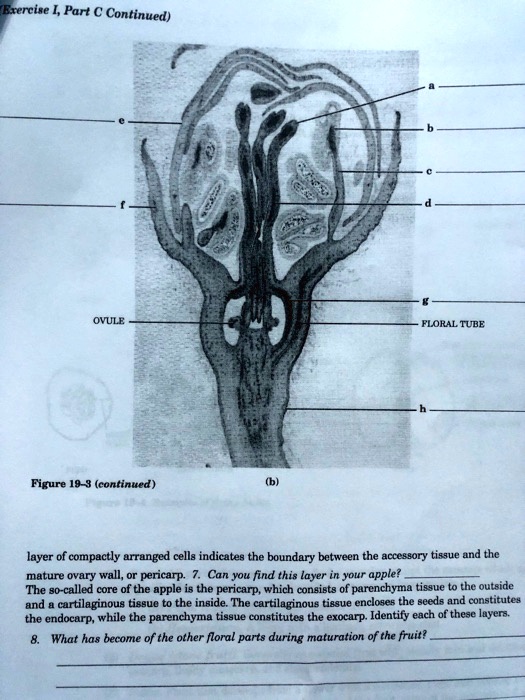 SOLVED: OVULE FLORAL TUBE Figure 19-5 (continued) A layer of compactly ...