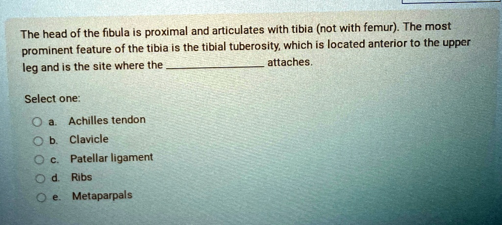 The head of the fibula is proximal and articulates with tibia (not with ...