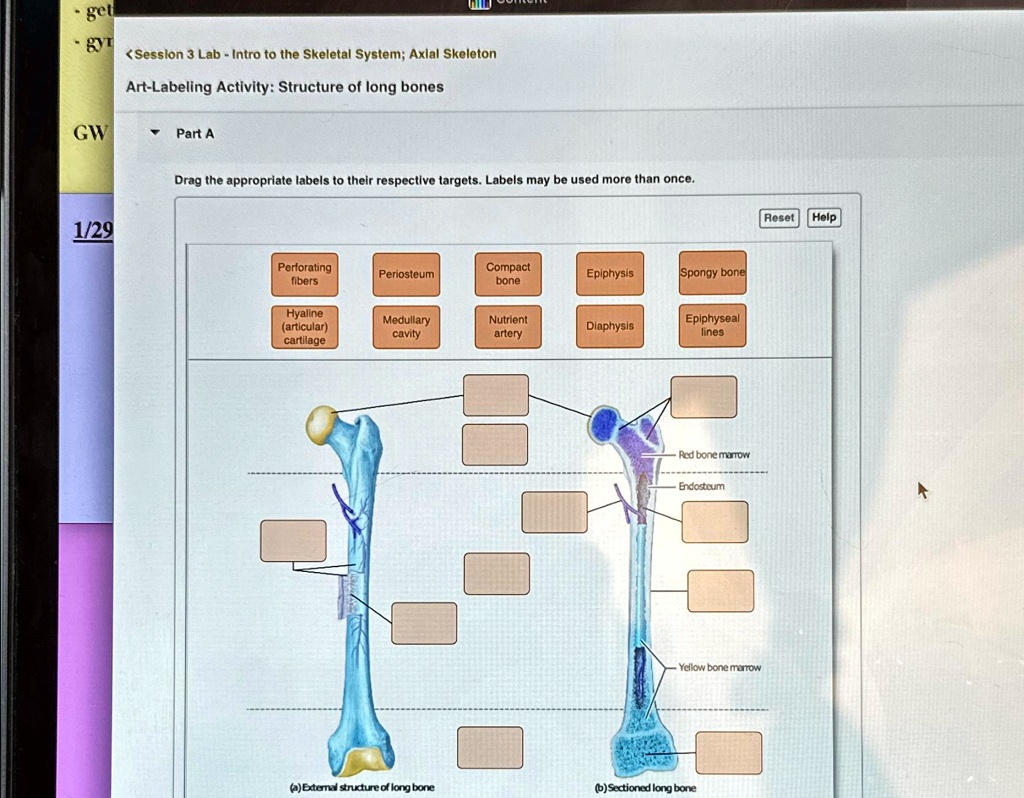 label the structure of a long bone get gyt session 3 lab intro to the skeletal system axial ...