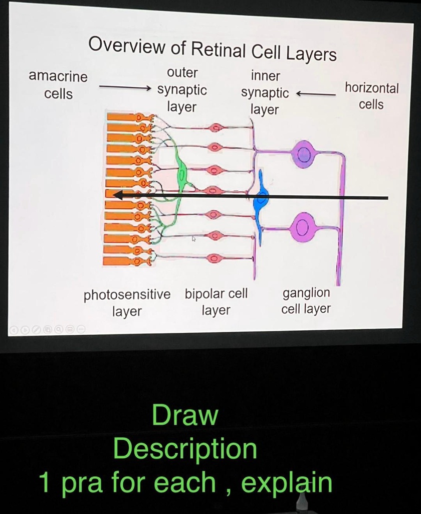 Overview of Retinal Cell Layers: amacrine, outer, inner cells ...