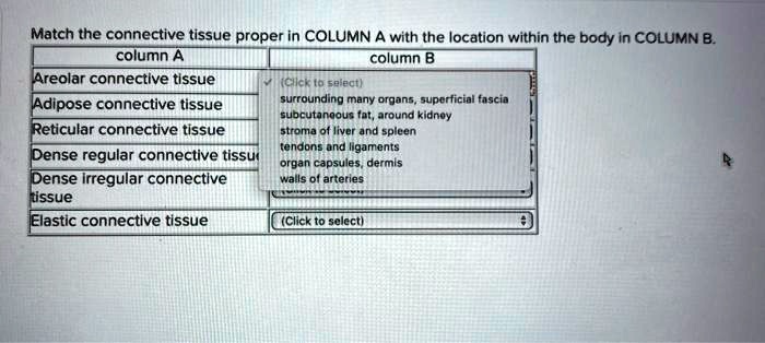 Match the connective tissue proper in COLUMN A with the location within ...