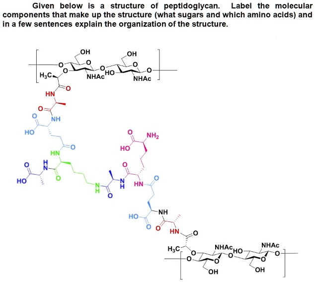 Given below is a structure of peptidoglycan. Label the molecular ...