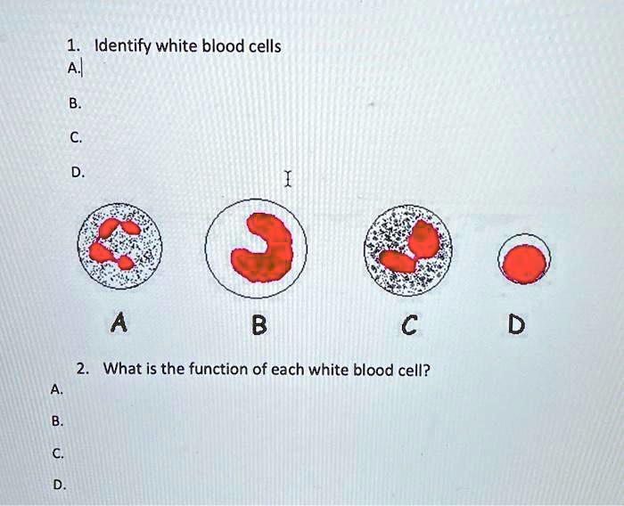 SOLVED: Identify white blood cells A. B. C. D. A B C D 2. What is the ...
