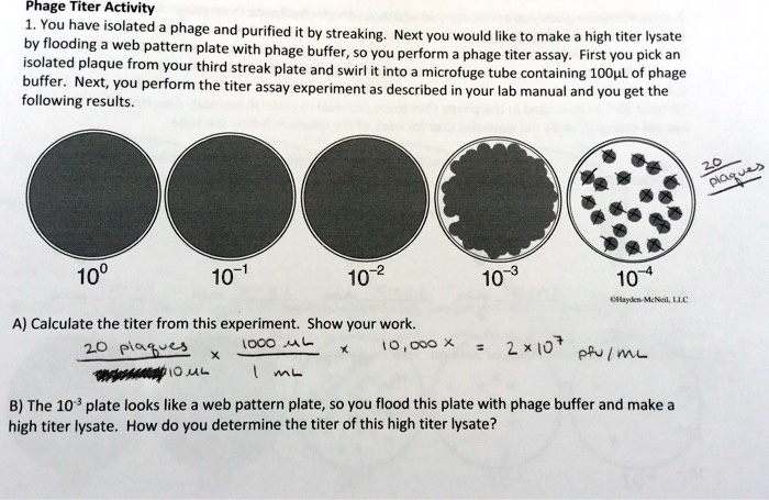 SOLVED:Phage Titer Activity You have isolated phage and purified it by ...
