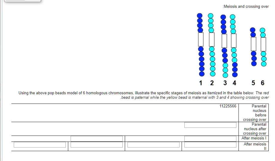 SOLVED: Meiosis and crossing over 8 8 8 5 6 Using the above pop beads ...