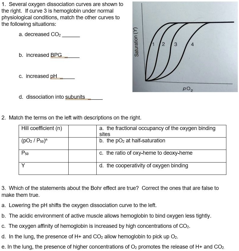 1. Several oxygen dissociation curves are shown to the right. If curve 3 is hemoglobin under ...