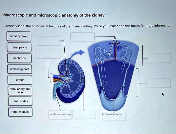 [GET ANSWER] Macroscopic and microscopic anatomy of the kidney Correctly label the anatomical ...