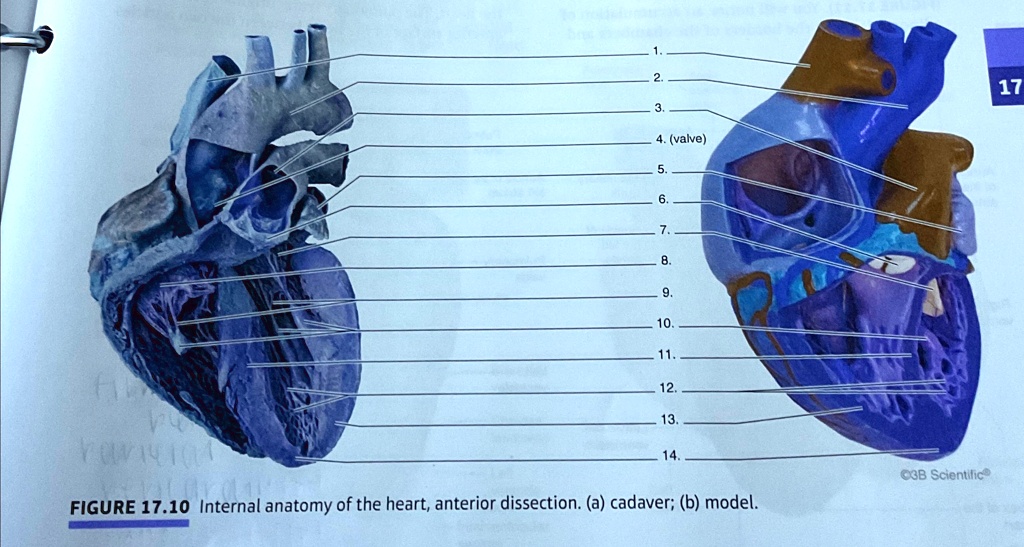 (valve) FIGURE 17.10 Internal anatomy of the heart, anterior dissection ...