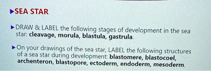 SOLVED: SEA STAR DRAW LABEL the following stages of development in the ...