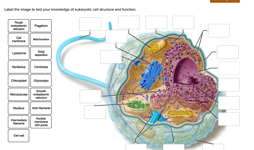 SOLVED: Please match the labels Label the image to test your knowledge ...
