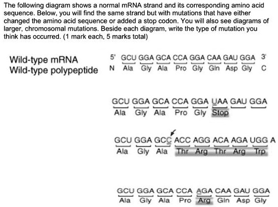 The following diagram shows a normal mRNA strand and its corresponding ...