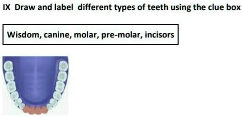 draw and label different types of teeth using the clue boths draw and ...