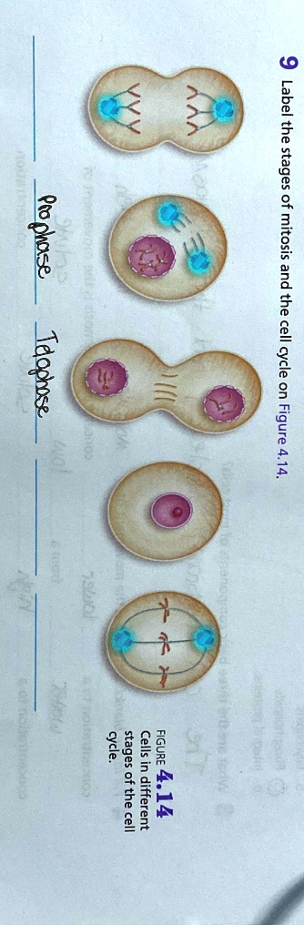 9 label the stages of mitosis and the cell cycle on figure 414 figure ...