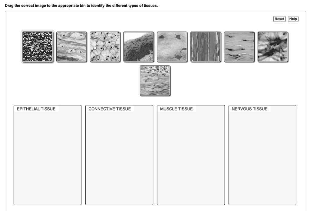 [GET ANSWER] Drag the correct image to the appropriate bin to identify ...