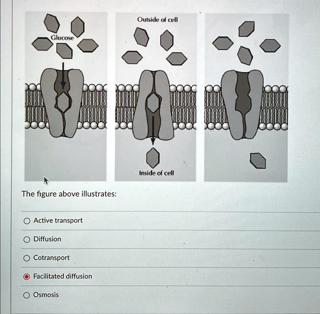Outside of cell Glucose The figure above illustrates: Active transport ...