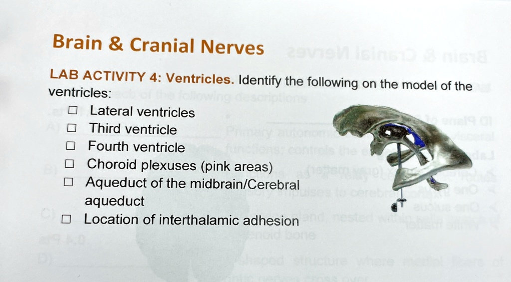 Brain Cranial Nerves LAB ACTIVITY 4: Ventricles. Identify the following ...