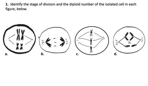 identify the stage of division and the diploid number of the isolated ...