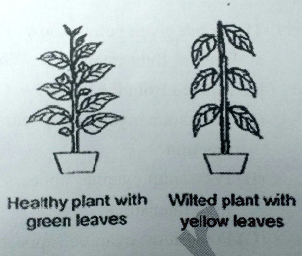 VIDEO solution: 53. The diagram given below shows two plants that were ...