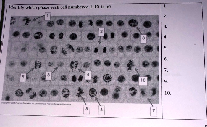 SOLVED: Identify which phase each cell numbered 1-10 is in? 10. SOLVED: Identify which phase each cell numbered 1-10 is in? 10.