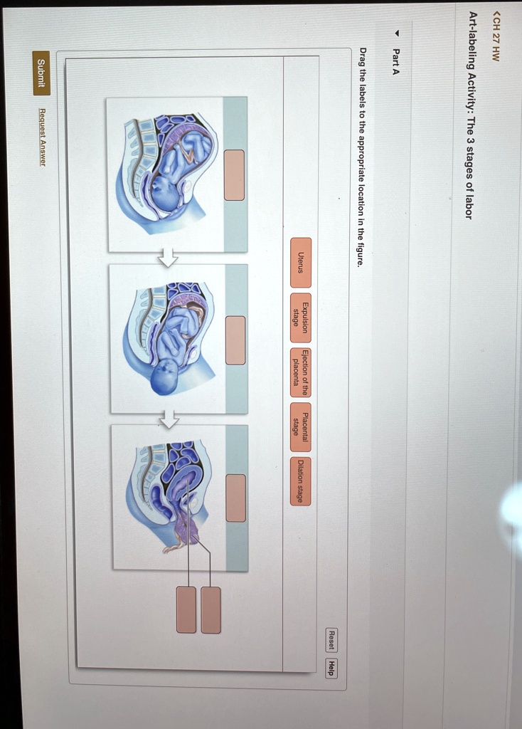 ch 27 hw art labeling activity the 3 stages of labor part a drag the ... ch 27 hw art labeling activity the 3 stages of labor part a drag the ...