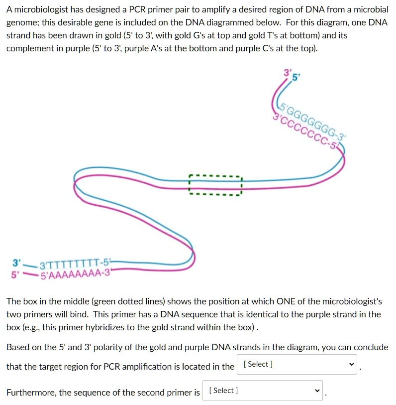 A microbiologist has designed a PCR primer pair to amplify a desired ...