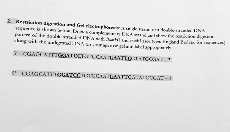 SOLVED: Restriction digestion and Gel sequence is shown below ...