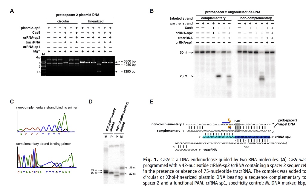 SOLVED: Protospacer oligonucleotide DNA, complementary, non ...