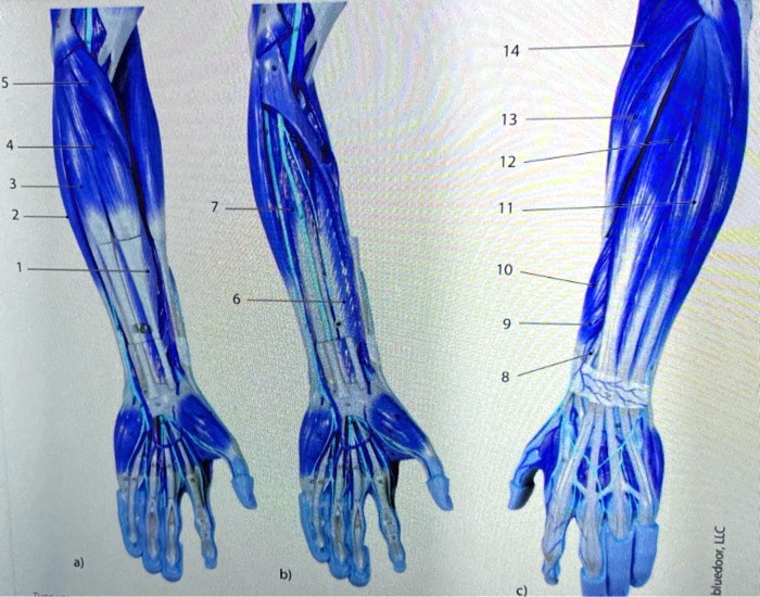 SOLVED: label all the parts: a) superficial muscles, anterior view, b ...