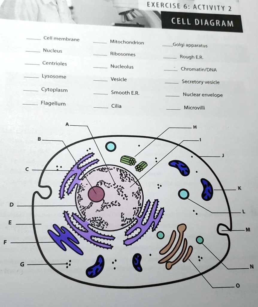 EXERCISE 6: ACTIVITY 2 CELL DIAGRAM Cell membrane Mitochondrion Golgi ...