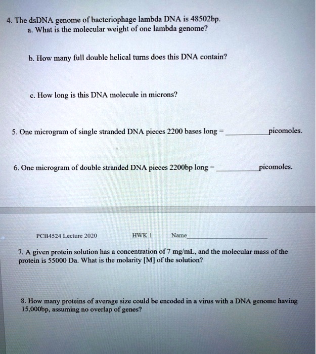 SOLVED: The dsDNA genome of bacteriophage lambda DNA is 48,502 bp. What is the molecular weight ...