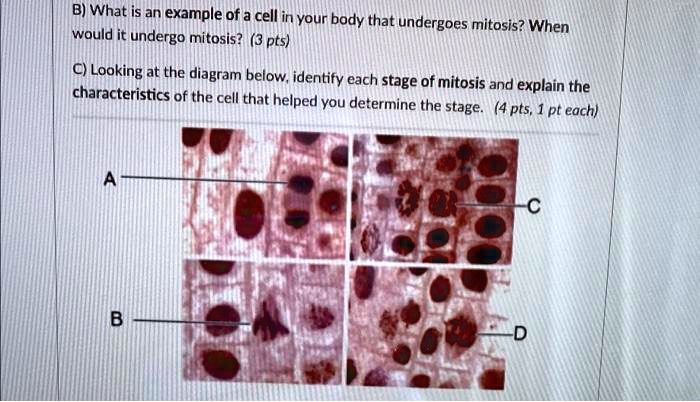 SOLVED: Please answer as soon as possible. What is an example of a cell ...