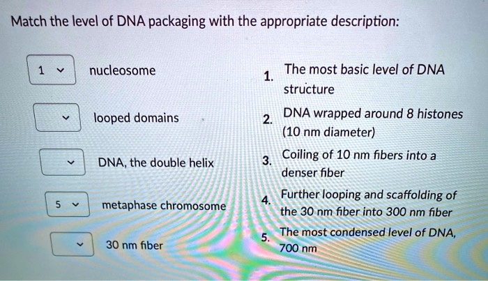 SOLVED: Match the level of DNA packaging with the appropriate ...