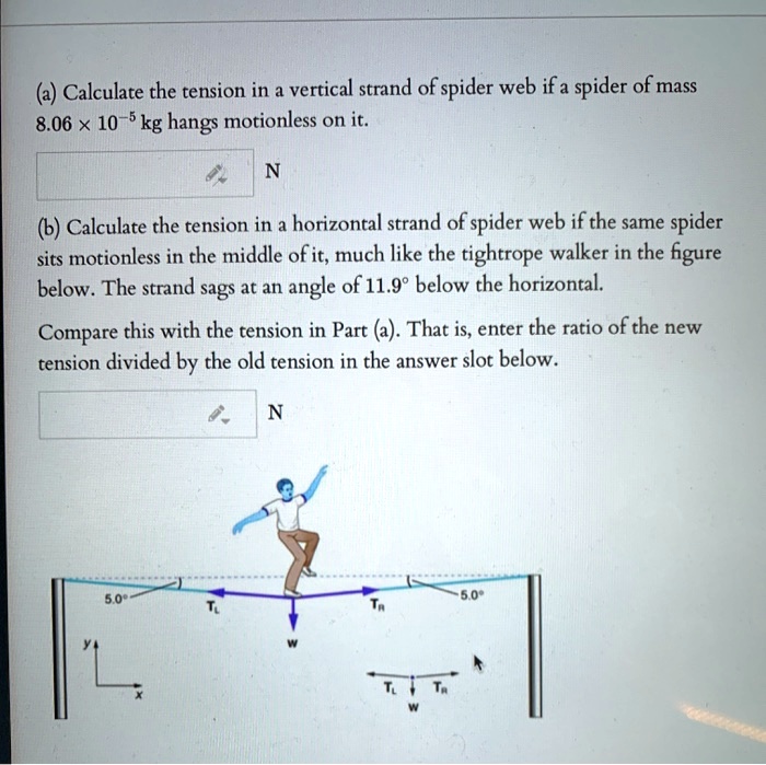 SOLVED: Calculate the tension in the vertical strand of a spider web if ...
