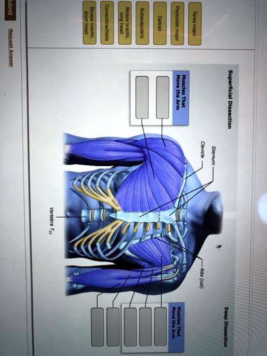 Subscapularis Deltoid Pectoralis major Teres major Biceps brachii Move ...
