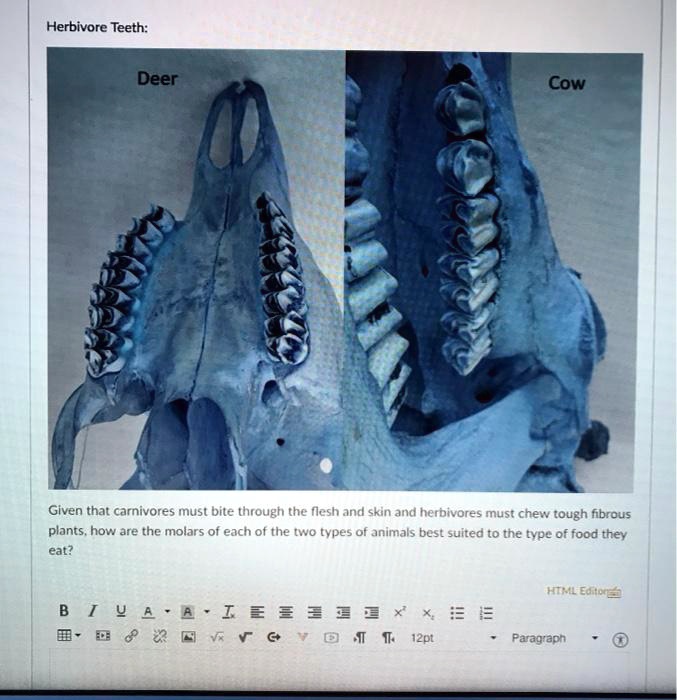 SOLVED: Herbivore Teeth: Deer Cow Given that carnivores must bite ...