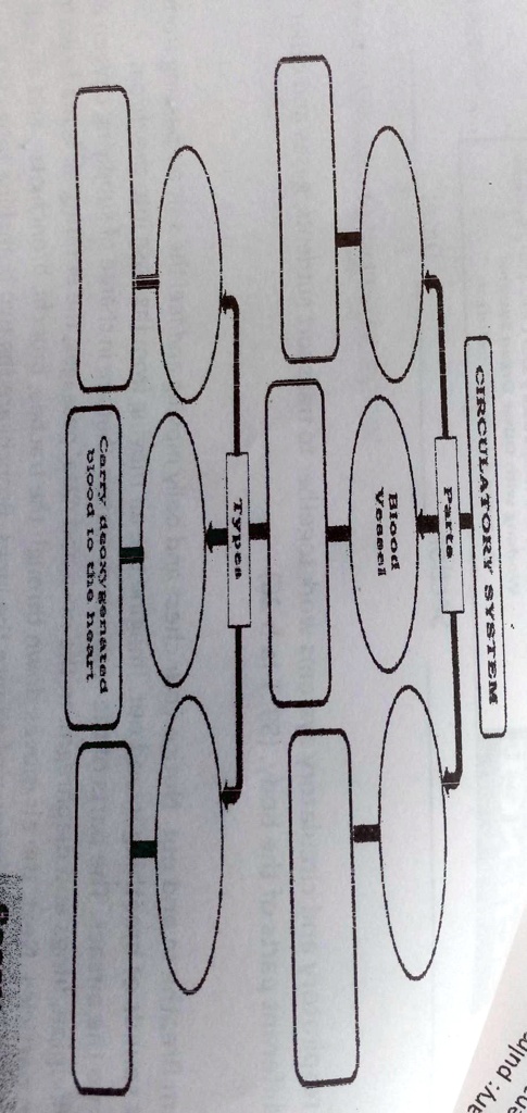 SOLVED: 20 Activity 2: Let's Organize! Objective: Identify the components of the circulatory ...
