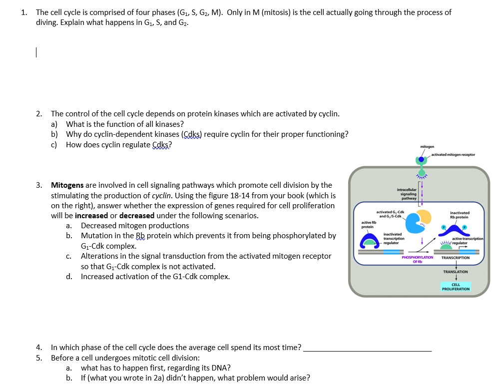 SOLVED: The cell cycle is comprised of four phases (61, S, Gz, MJ: Onlv ...
