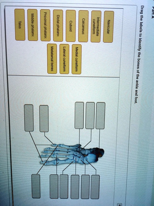 [GET ANSWER] Par A Drag the labels to identify the bones of the ankle ...