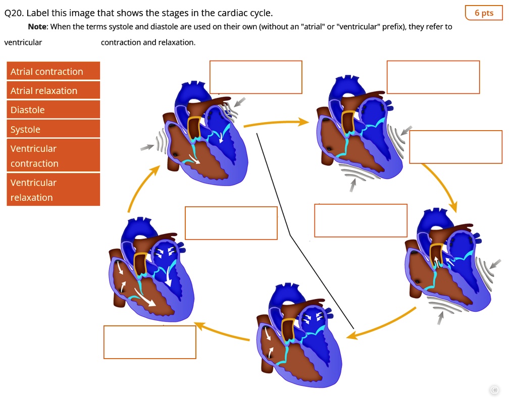 q20 label this image that shows the stages in the cardiac cycle note ...