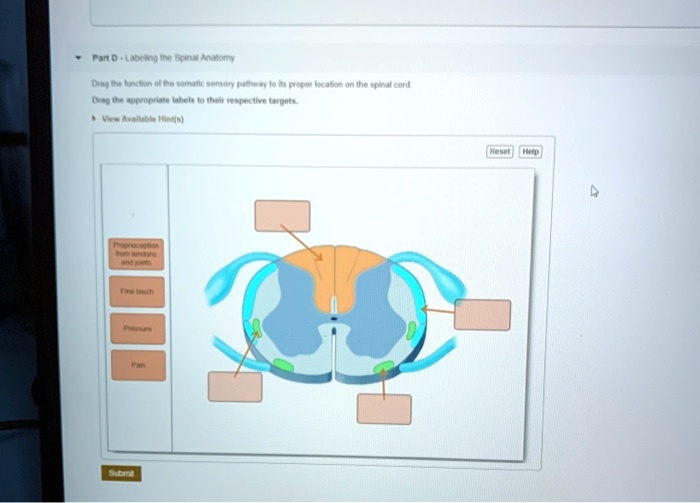 Part D - Labeling the Spinal Anatomy Drag the function of the somatic sensory pathway to its ...