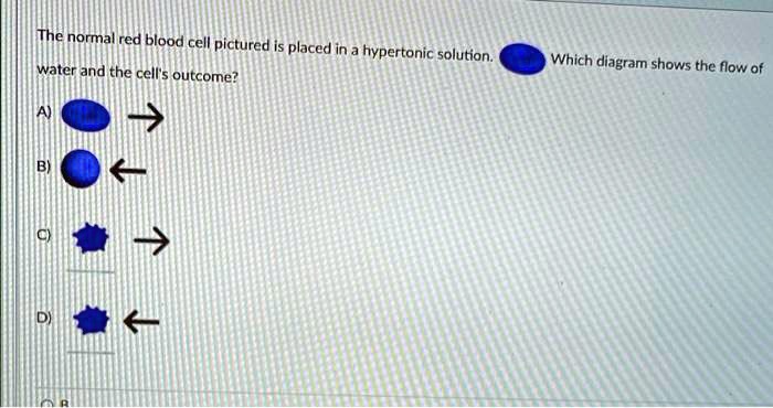 SOLVED: The normal red blood cell pictured is placed hypertonic ...