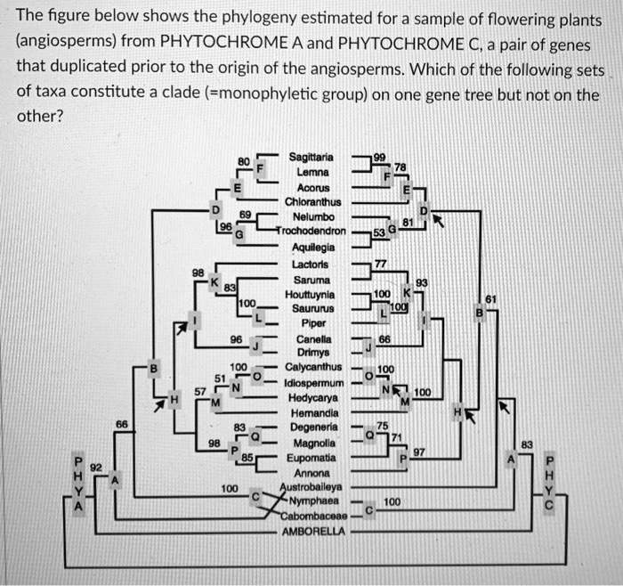 the figure below shows the phylogeny estimated for a sample of ...