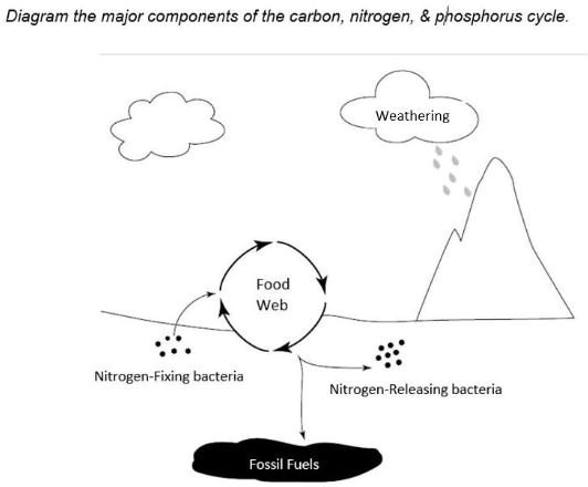 SOLVED: Diagram the major components of the carbon, nitrogen, and ...