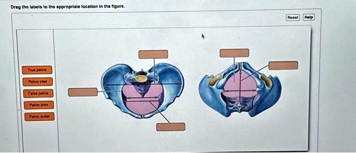 SOLVED: Texts: Drag the labels to the appropriate location in the ...
